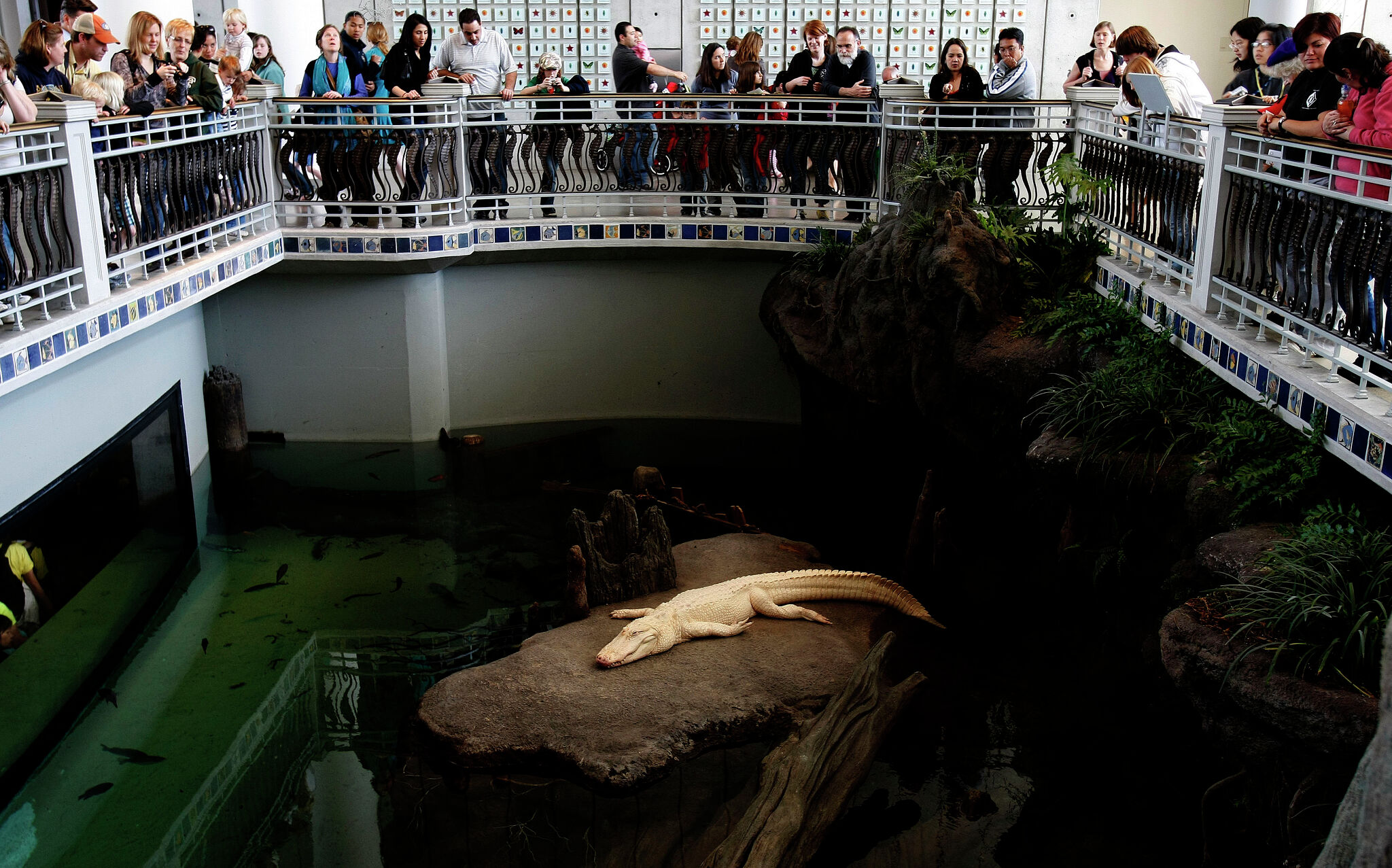 I had breakfast with San Francisco's most famous reptile