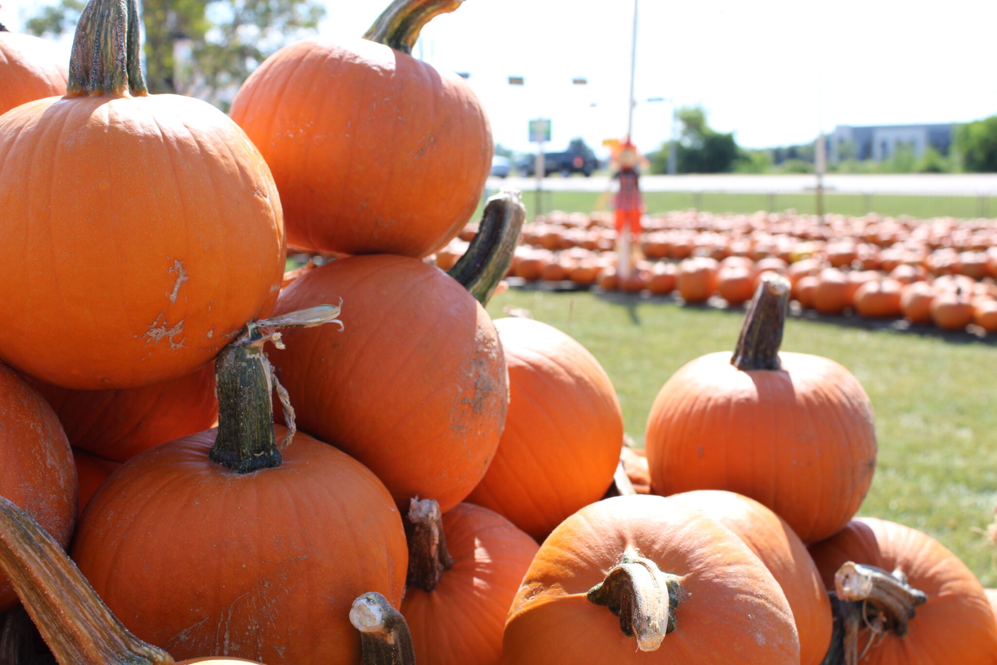 The Wesley Methodist Church pumpkin patch has opened