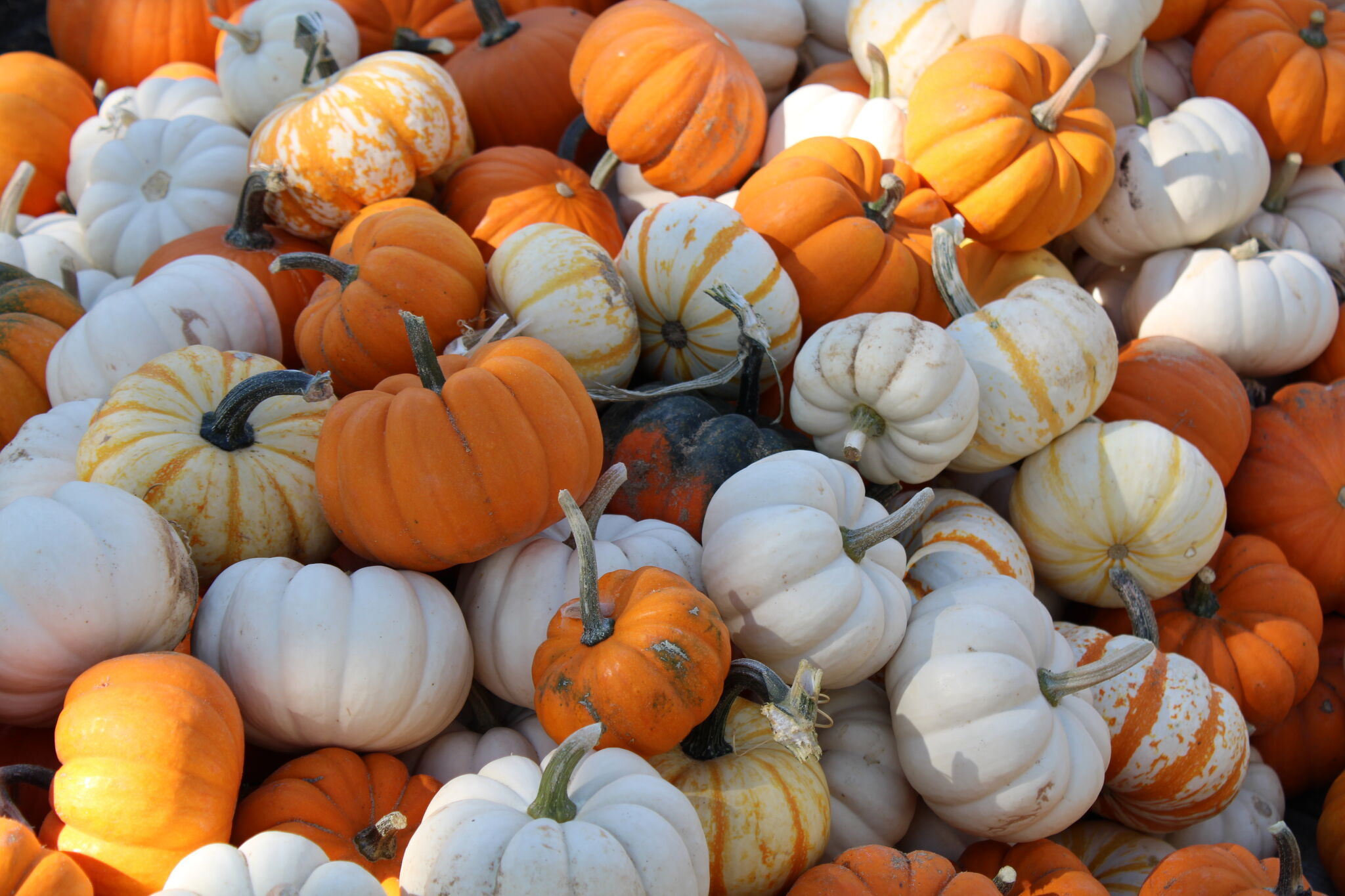 Huge raid on Rio gang leaves at least 10 people dead and 80 under arrest