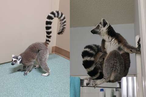 Rare ring-tailed lemur found alone at a Texas park