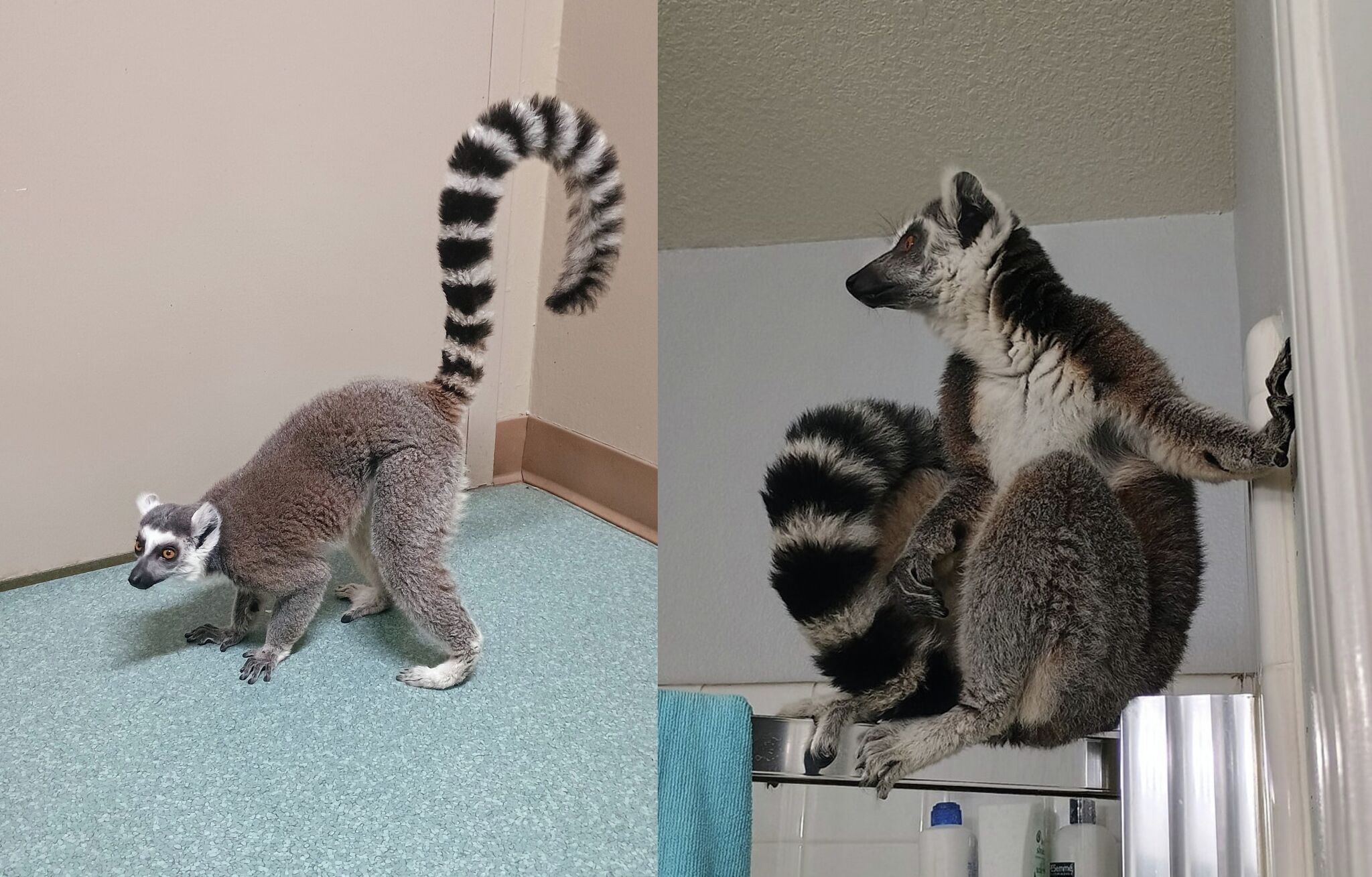 Rare ring-tailed lemur found alone at a Texas park
