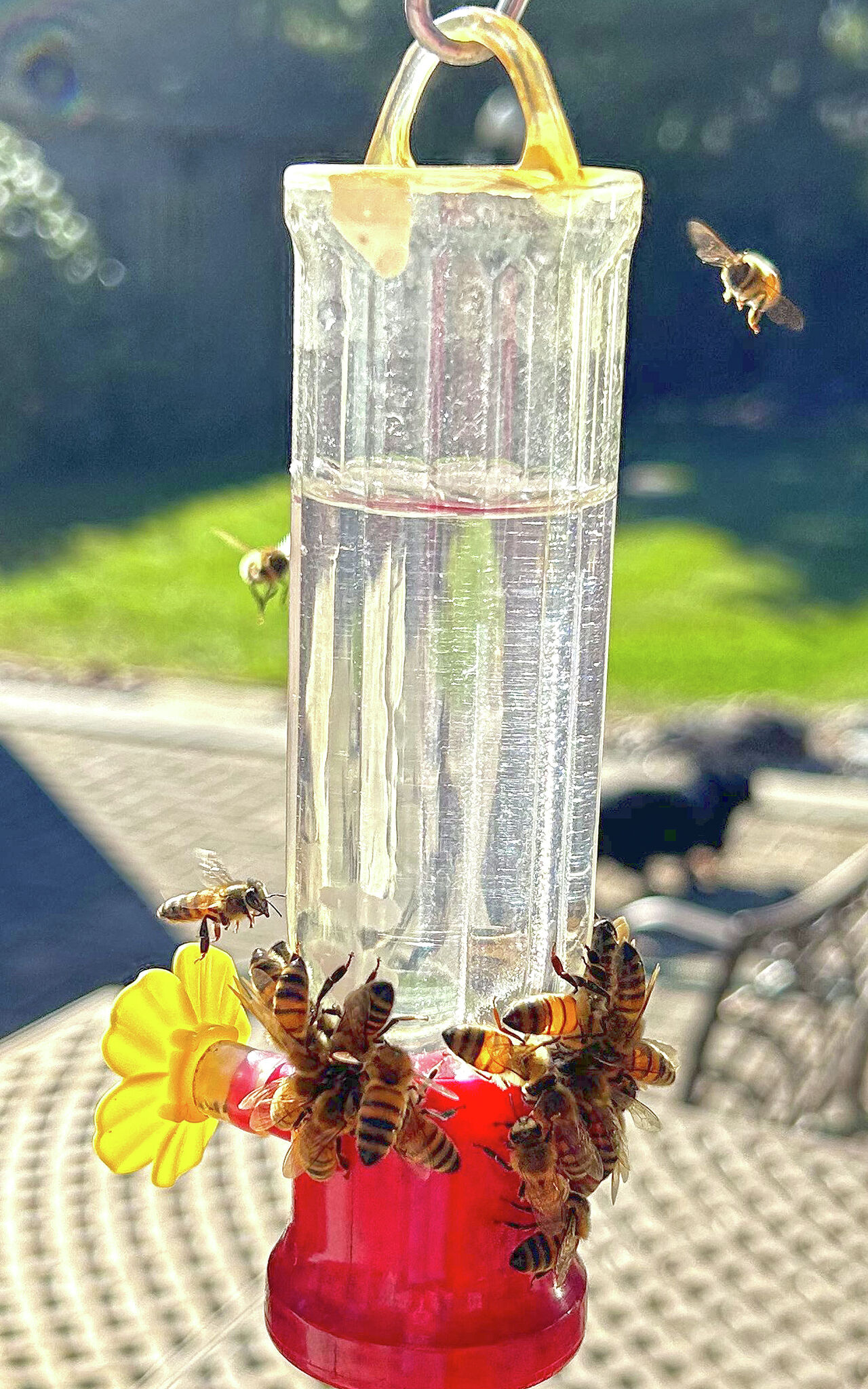 Reader photo: Down to bees-ness