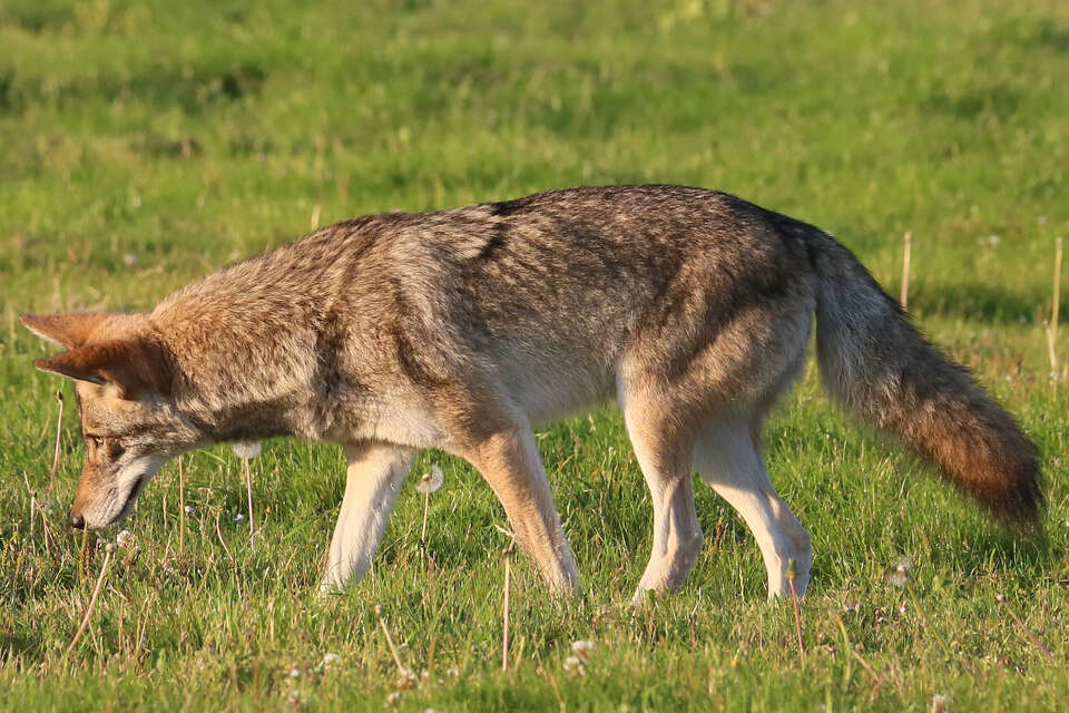 'A first': San Francisco coyotes do something never seen before
