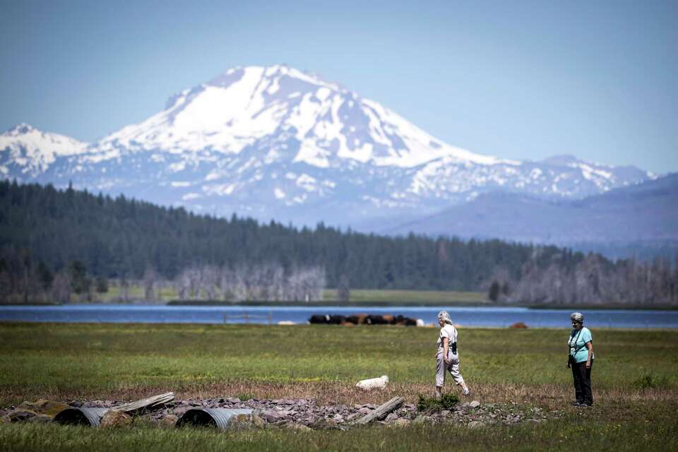 California wolves’ stunning return: A new pack and furious ranchers