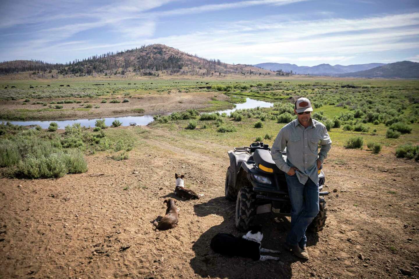 California wolves’ stunning return: A new pack and furious ranchers
