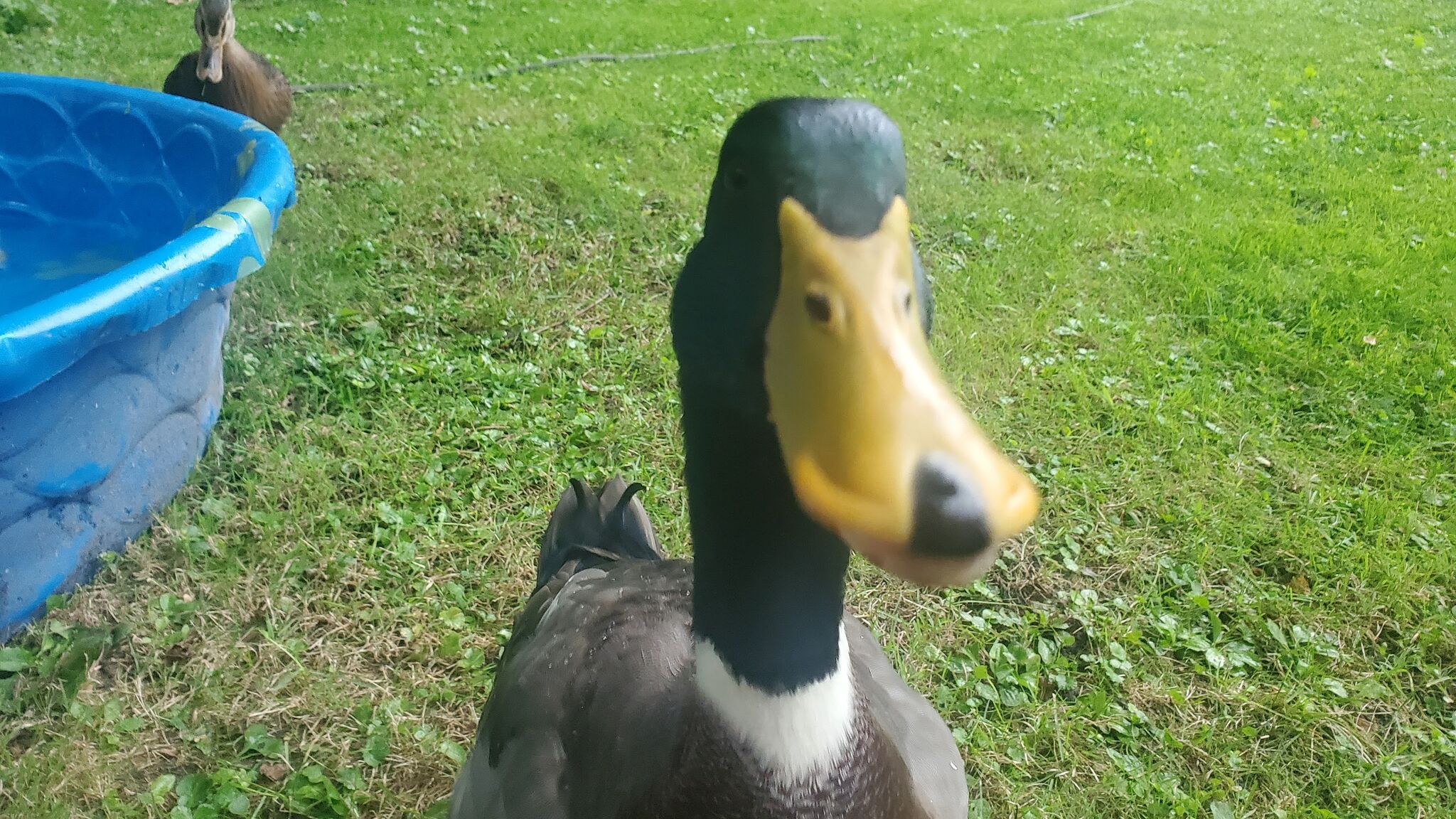 Churchill: Saying goodbye to the duck life