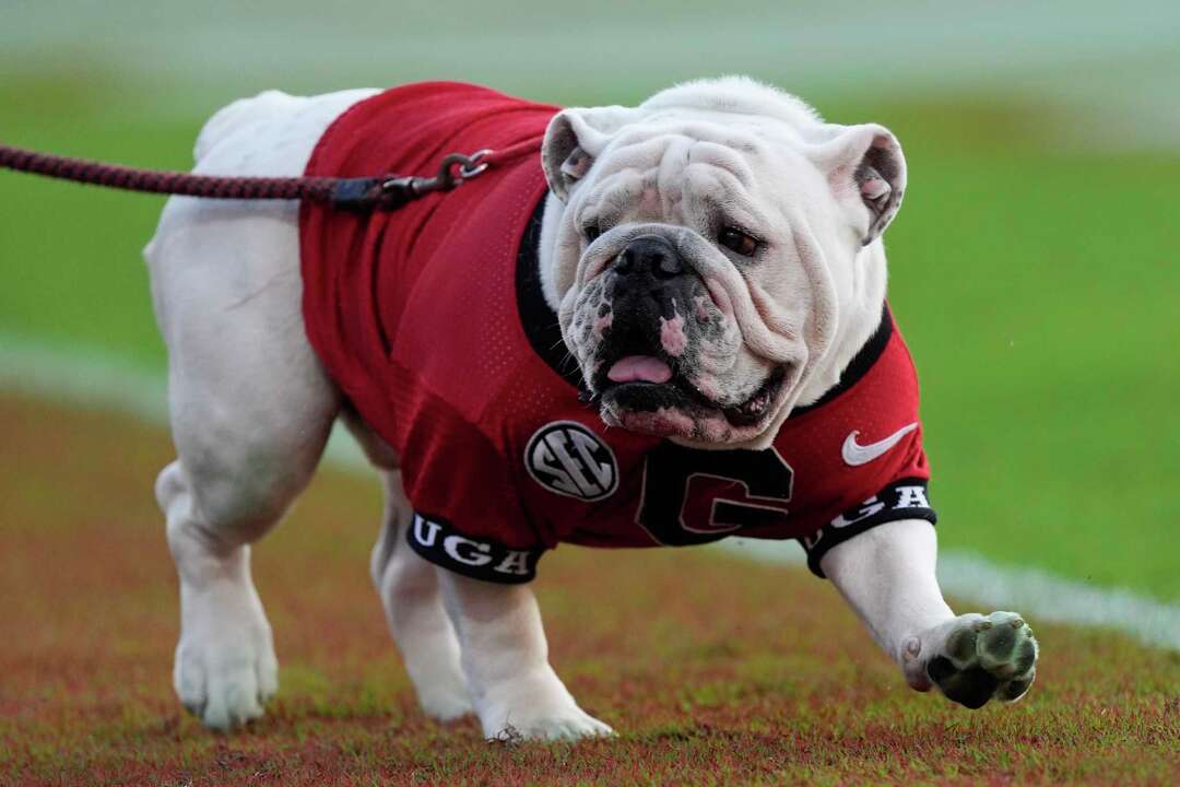 Texas vs. Georgia football: Mascot Uga won't make trip to Austin