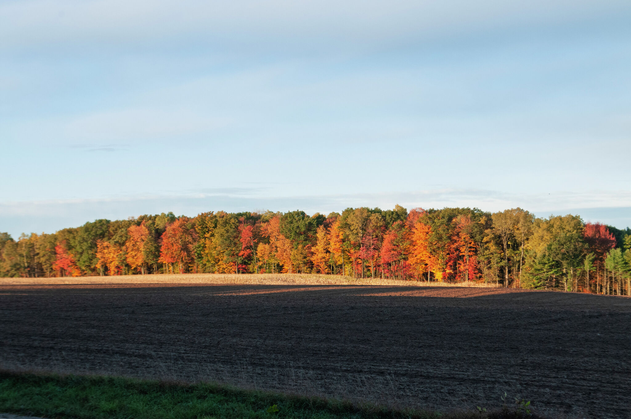 Mecosta County Michigan tree line boasts fall colors