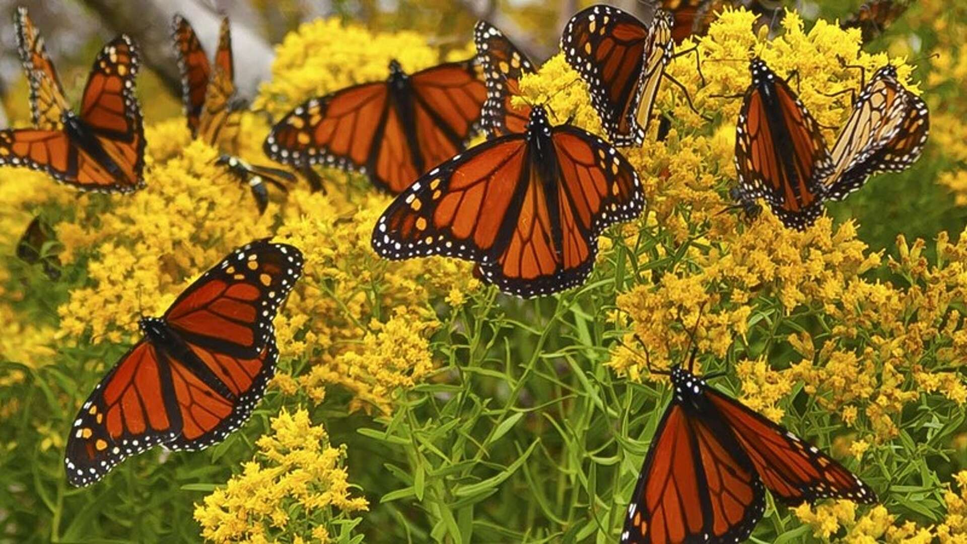 Monarch butterflies travel through Permian Basin on way to Mexico