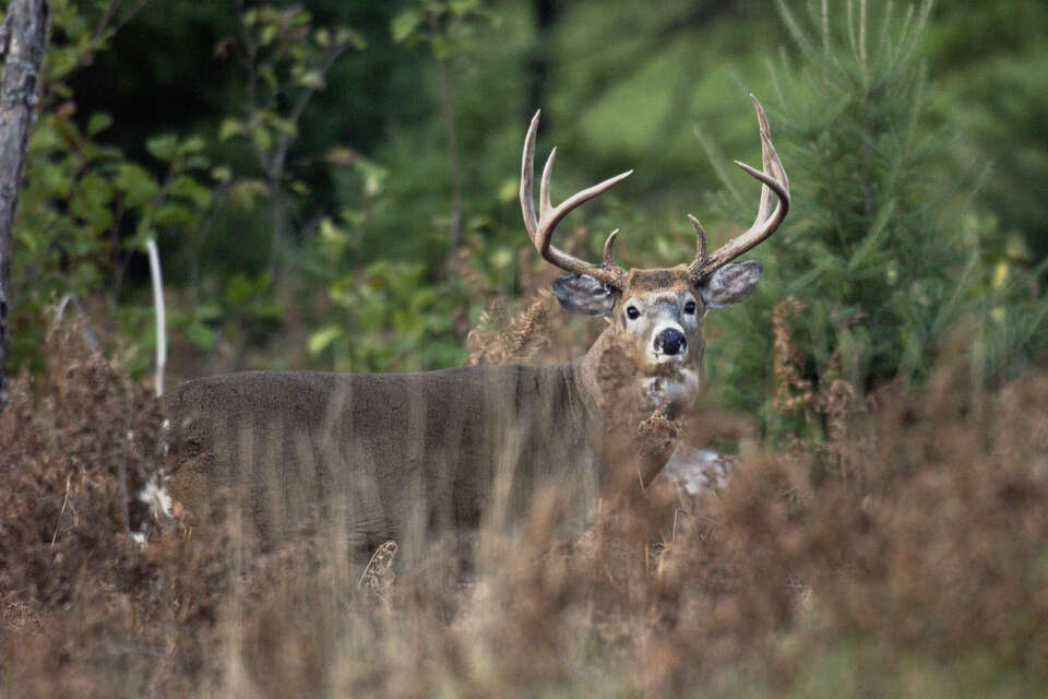 Michigan deer rut season is starting in Manistee County