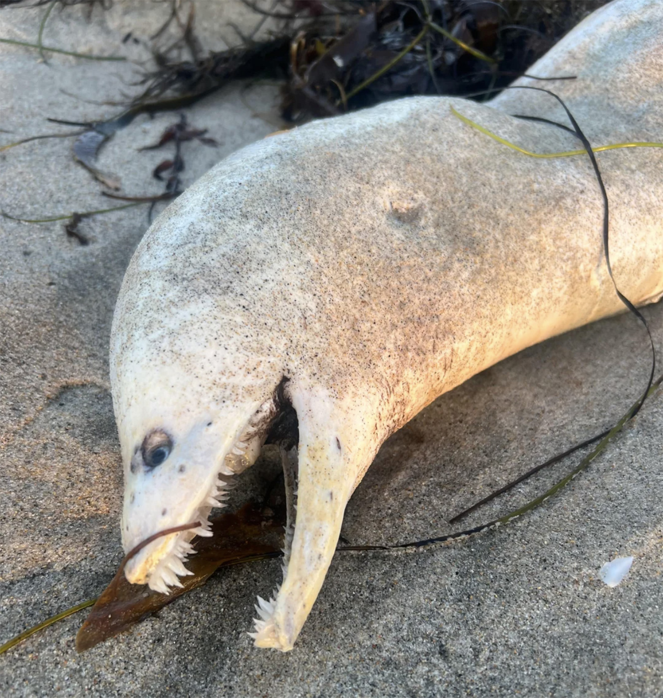 Nightmarish marine creature washes onto Southern California beach