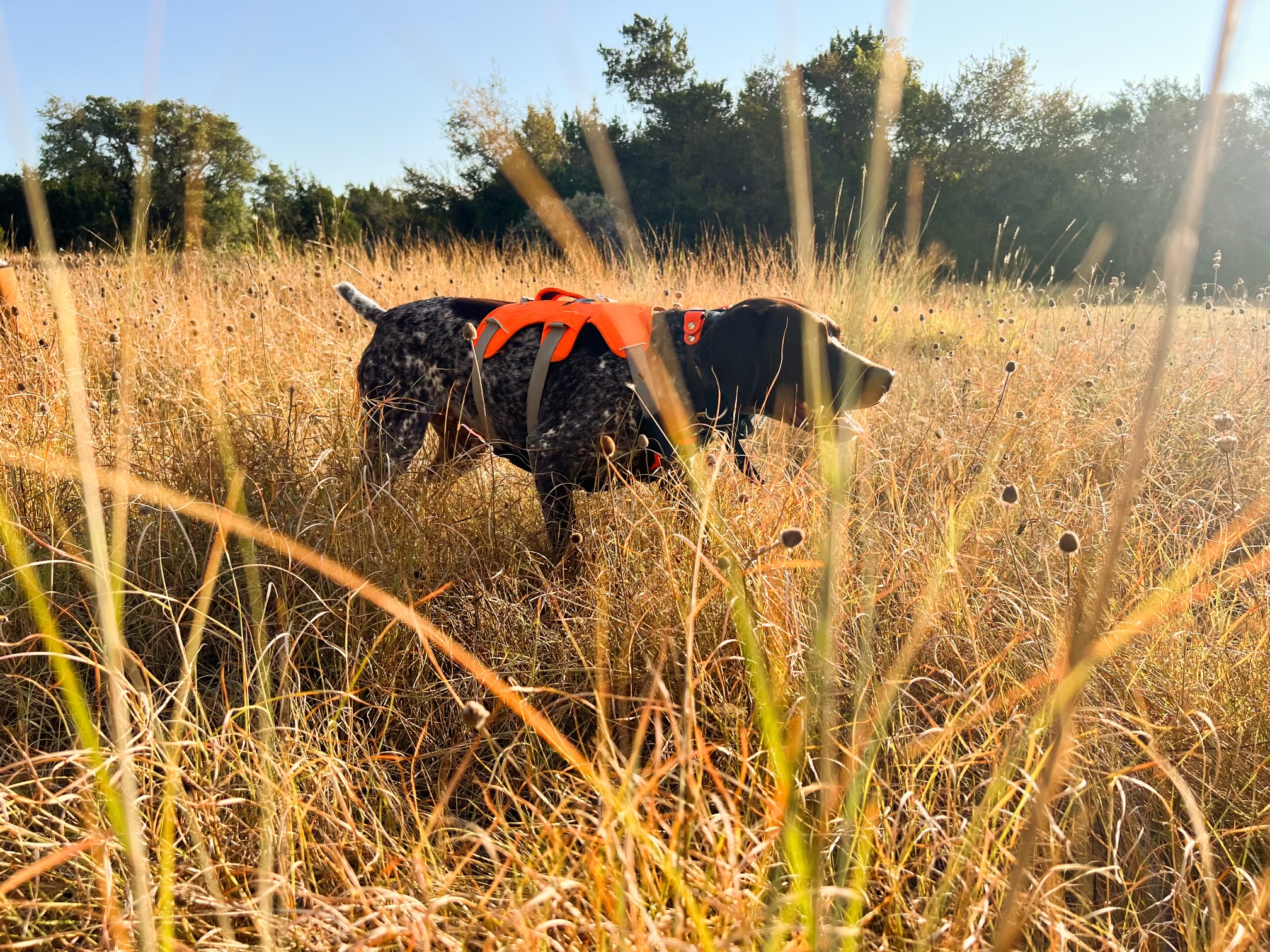 Meet the bee-sniffing dogs helping find Texas bumblebee nests