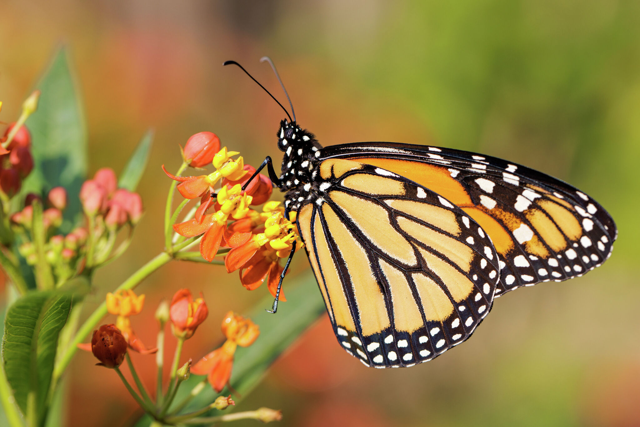 As monarch butterfly populations dwindle, so too does 'monarch magic'