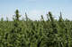 The Bay Area has one of the biggest cannabis farms in America