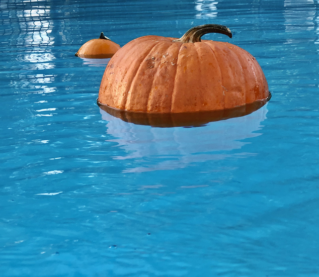 YMCA hosts Pumpkin Splash event with pool full of pumpkins