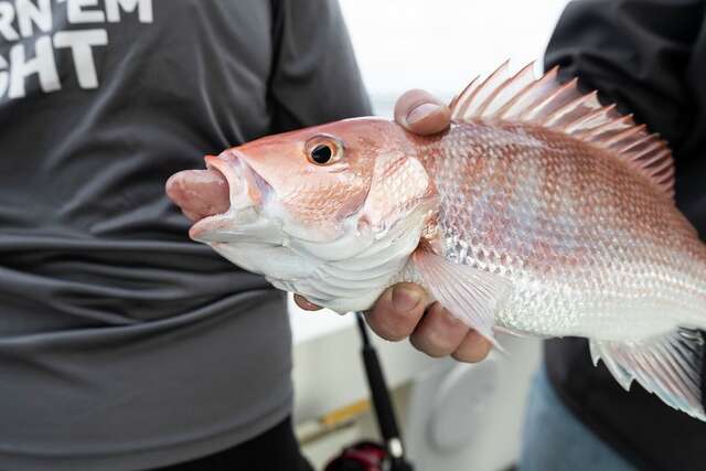 Texas A&M wants to make fishing less traumatic for fish