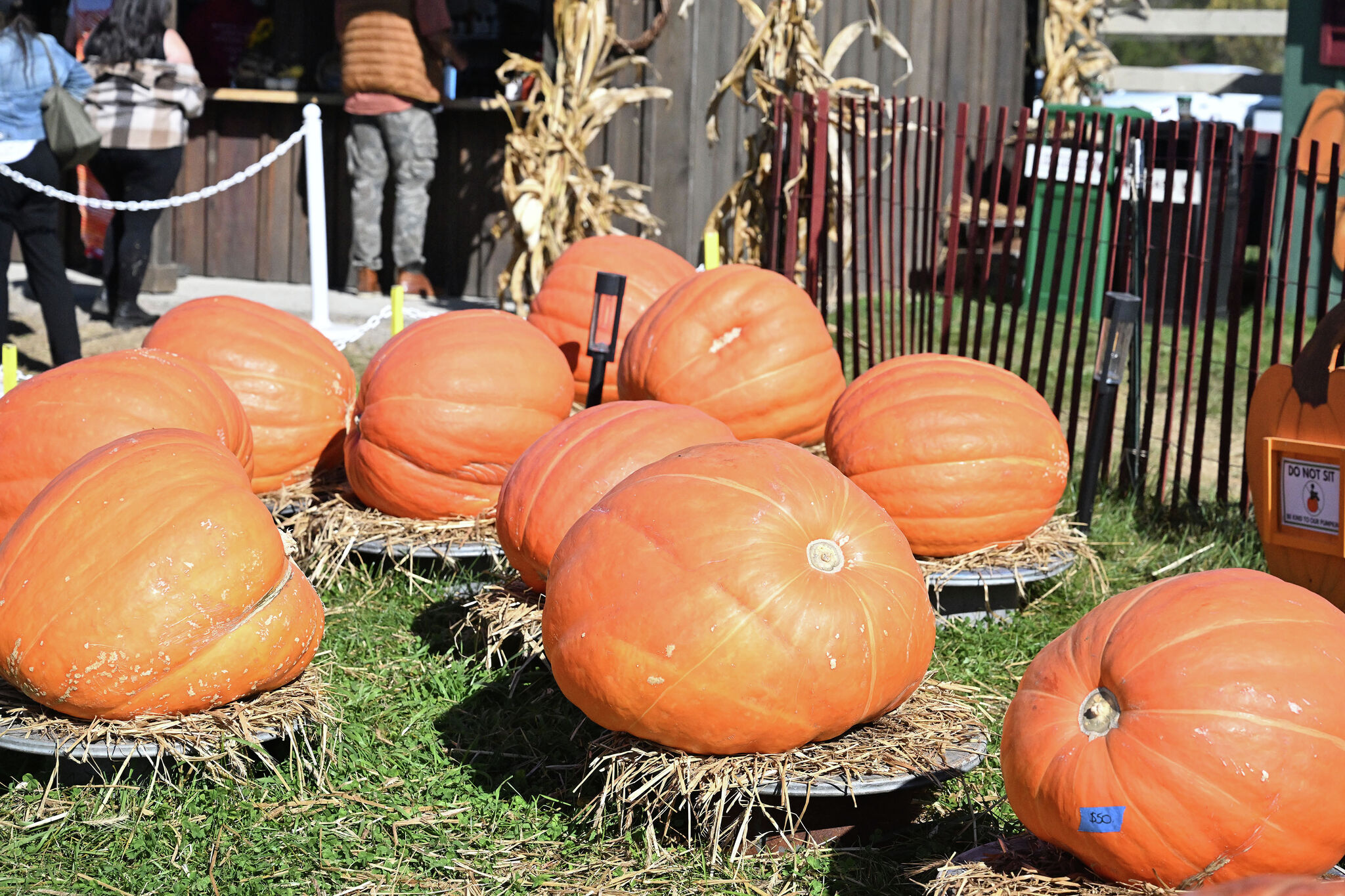 Shelton farm to host annual Children's Festival for UNICEF