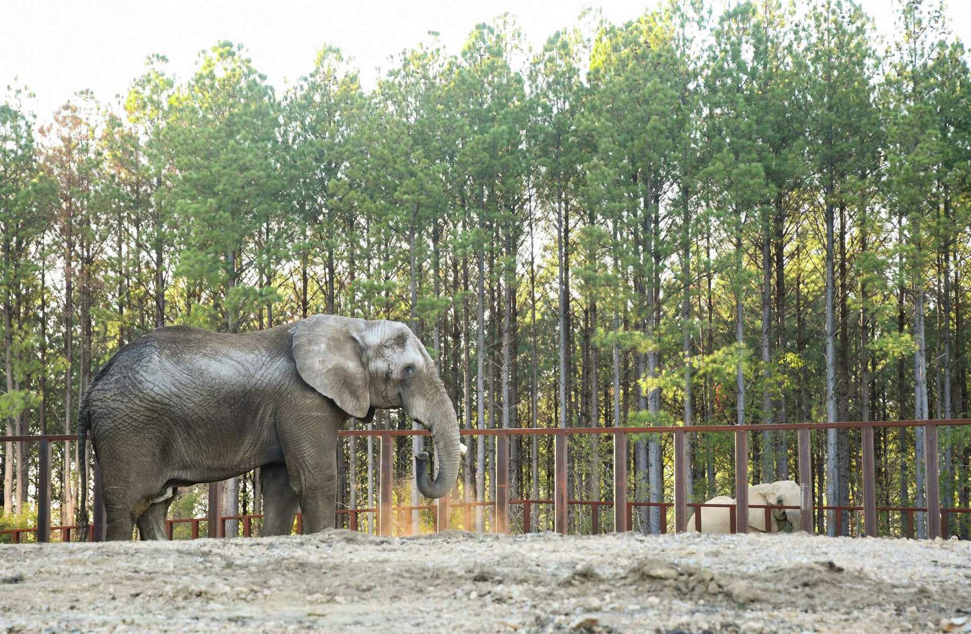 Oakland Zoo’s last elephant begins new life in Tennessee sanctuary