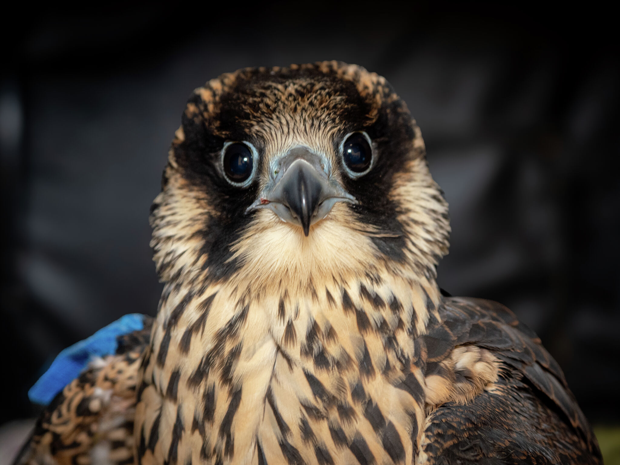 Equinox, the UC Berkeley falcon that was rescued, released, dies