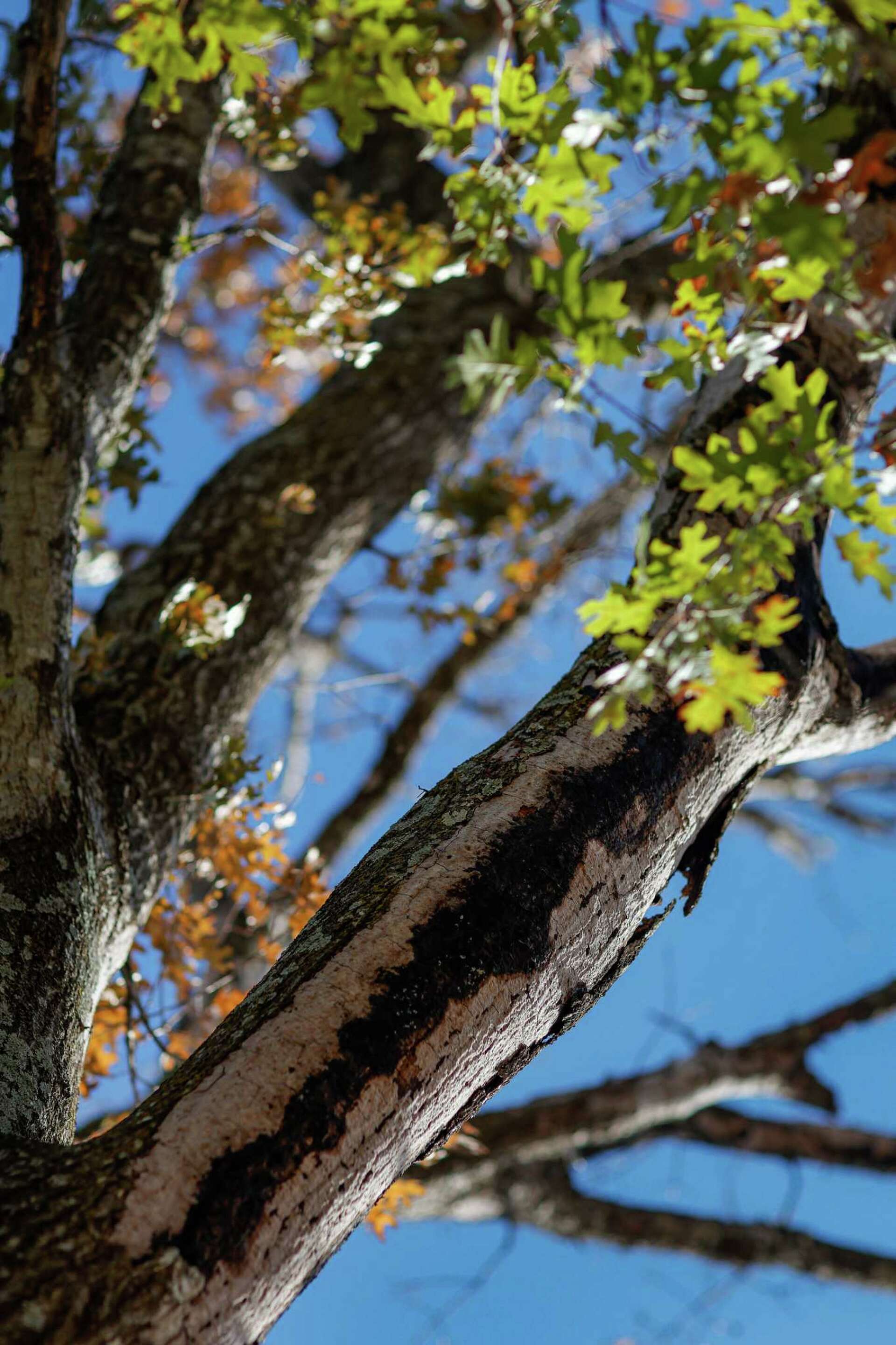 Zombie trees: The silent killers lurking in your yard