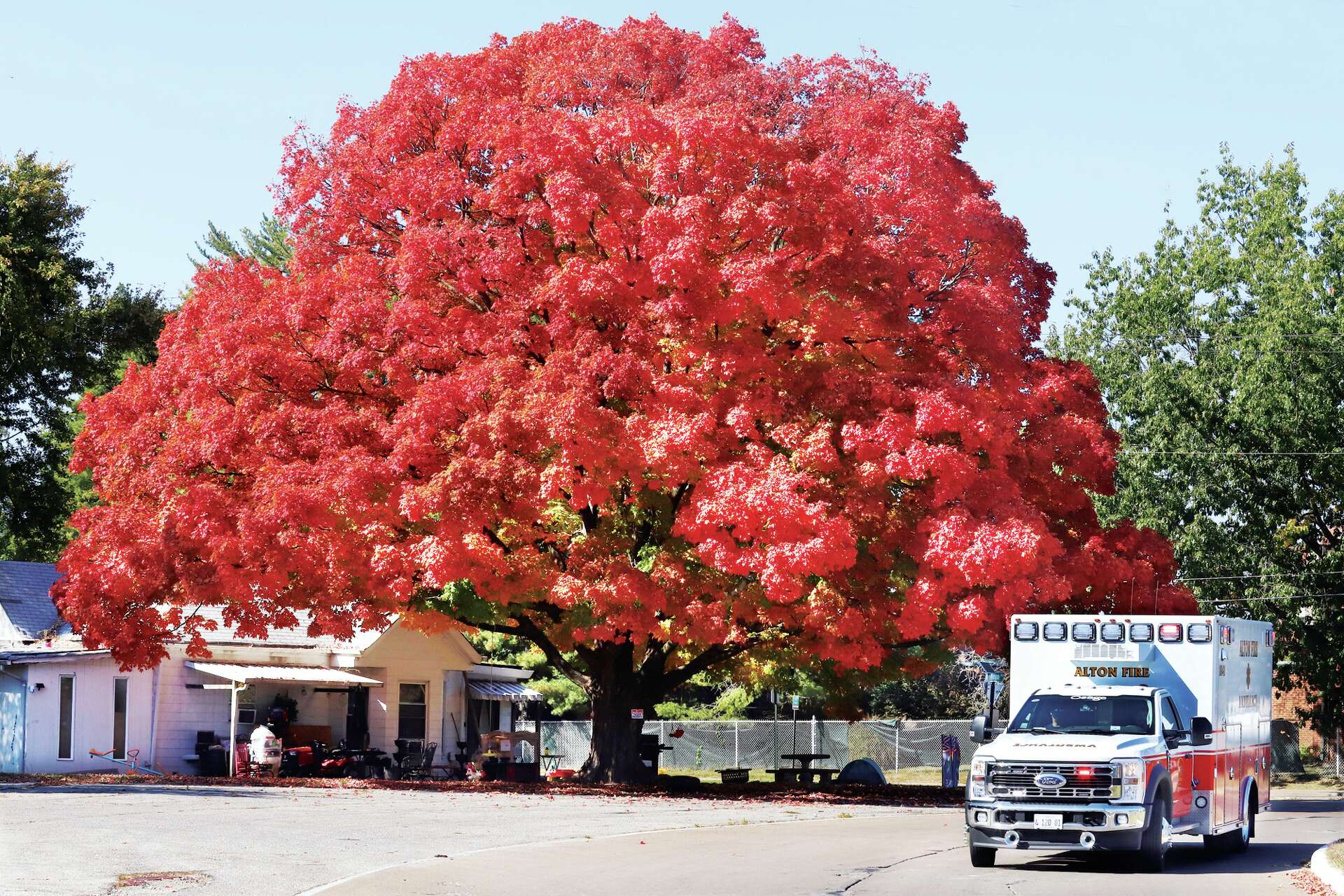 Alton's early-blooming tree dazzles ahead of fall colors