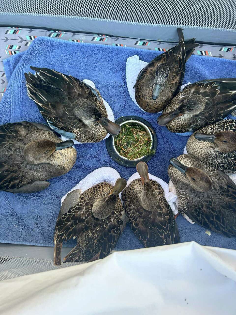 Tule Lake at California-Oregon border is a ‘death trap’ for birds