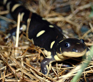 California salamander protection could affect farming