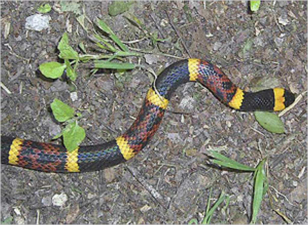 Warmer temps mean snakes are slithering out once more