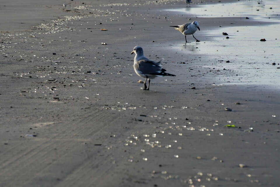 Strange, clear blobs make appearance on Texas beaches