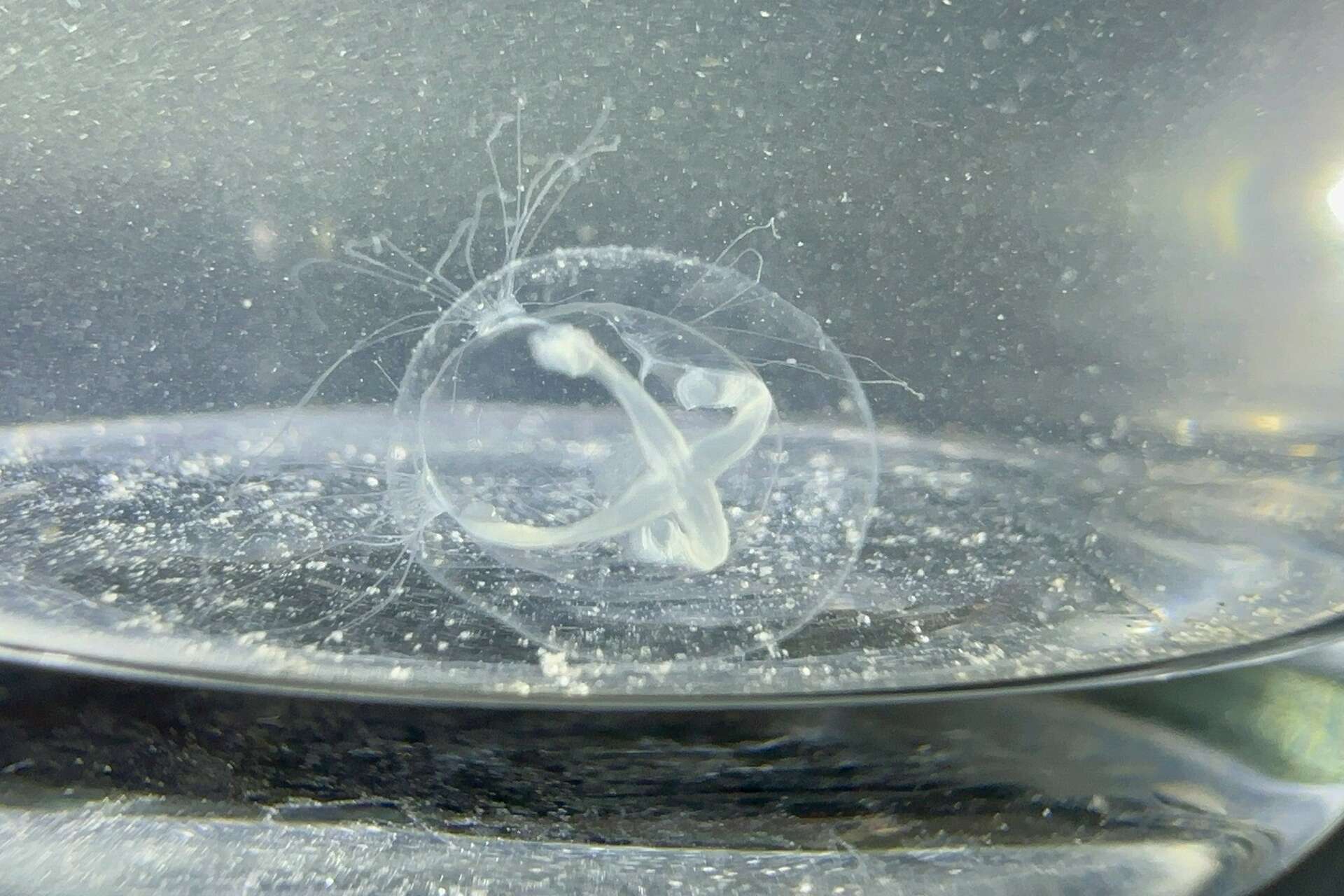 Strange, clear blobs make appearance on Texas beaches