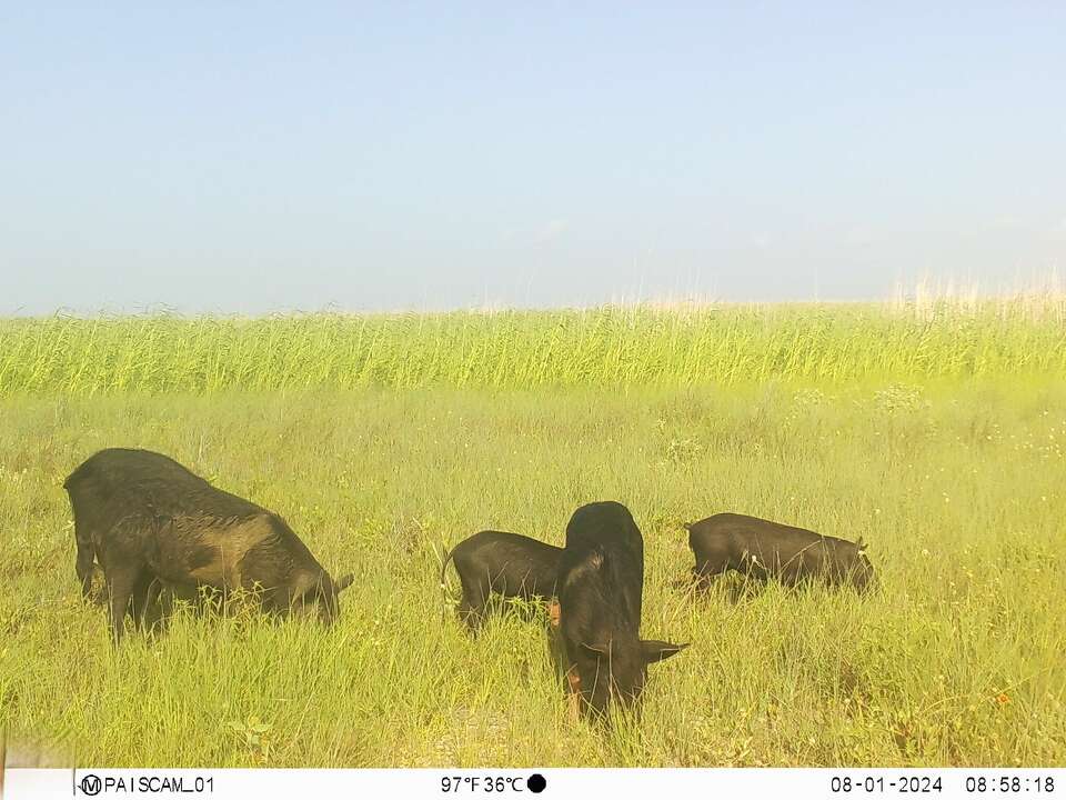 Texas wildlife disturbed by invasive feral pigs, antelope