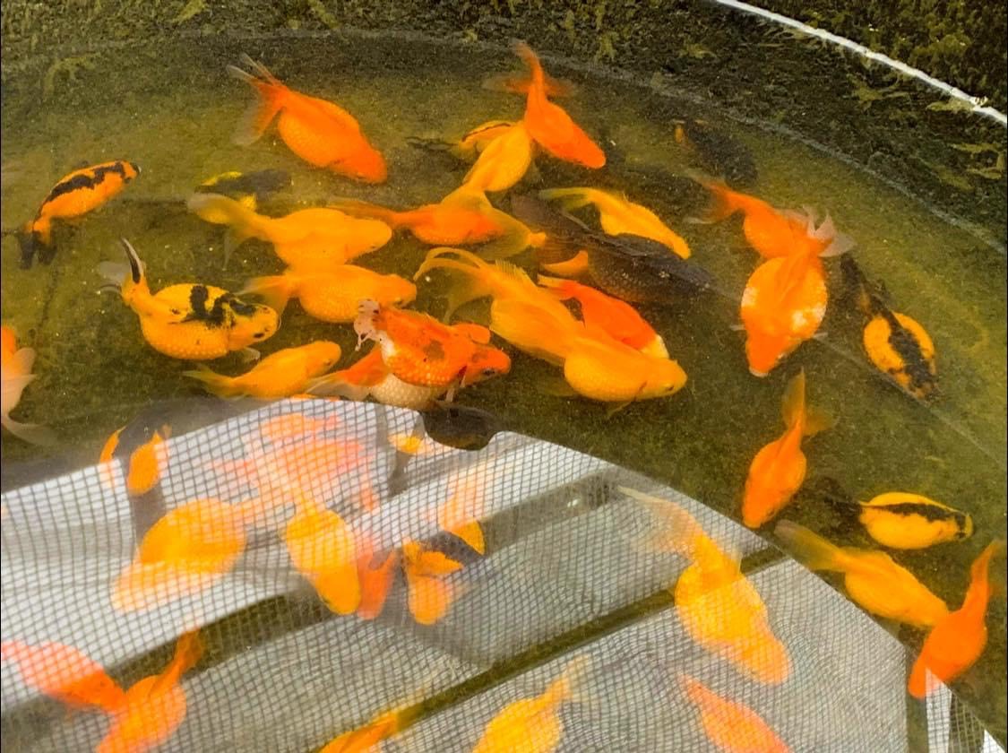 Killer Aquatic helps Laredo fish owners after chlorine kills pet fish