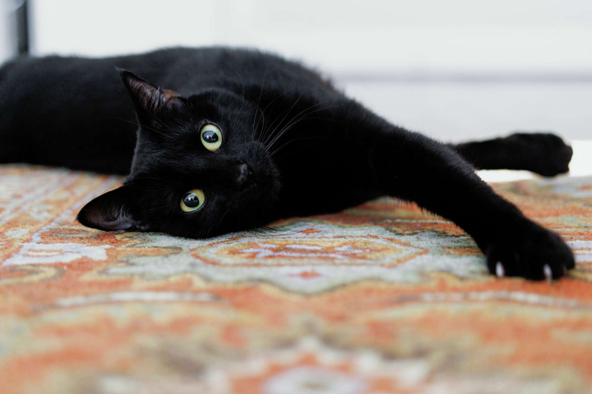 How cats went from witches' familiars to pest-control heroes