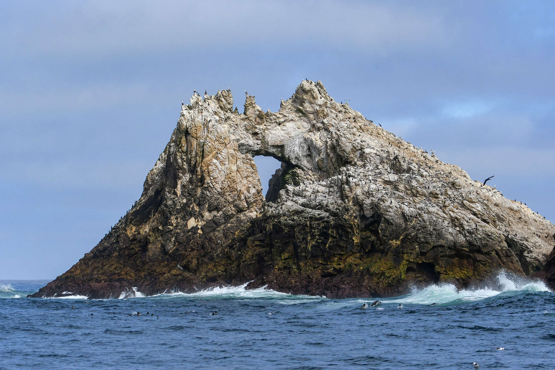 Inside the 'kill zone': A surprise encounter at SF's Farallon Islands