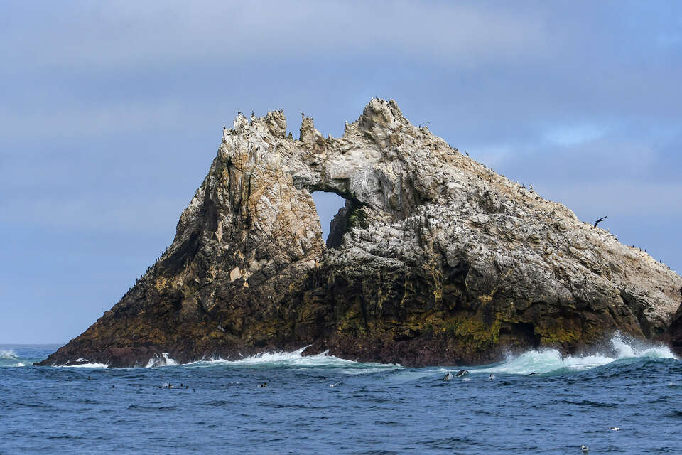 Inside the 'kill zone': A surprise encounter at SF's Farallon Islands