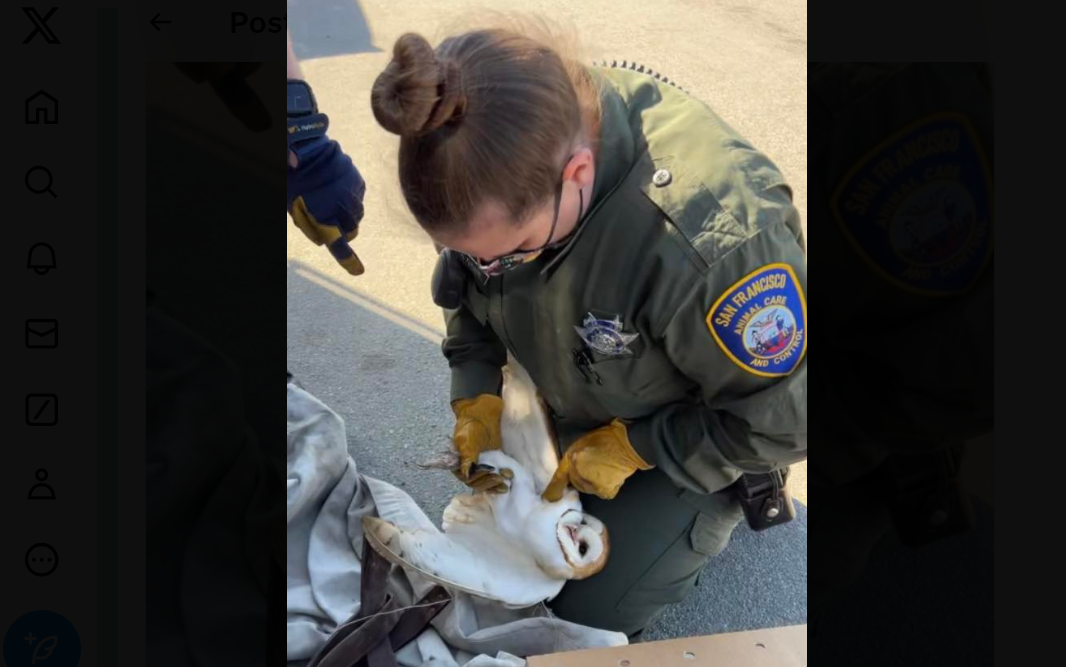 Owl rescued after becoming tangled in kite string at S.F. Baker Beach