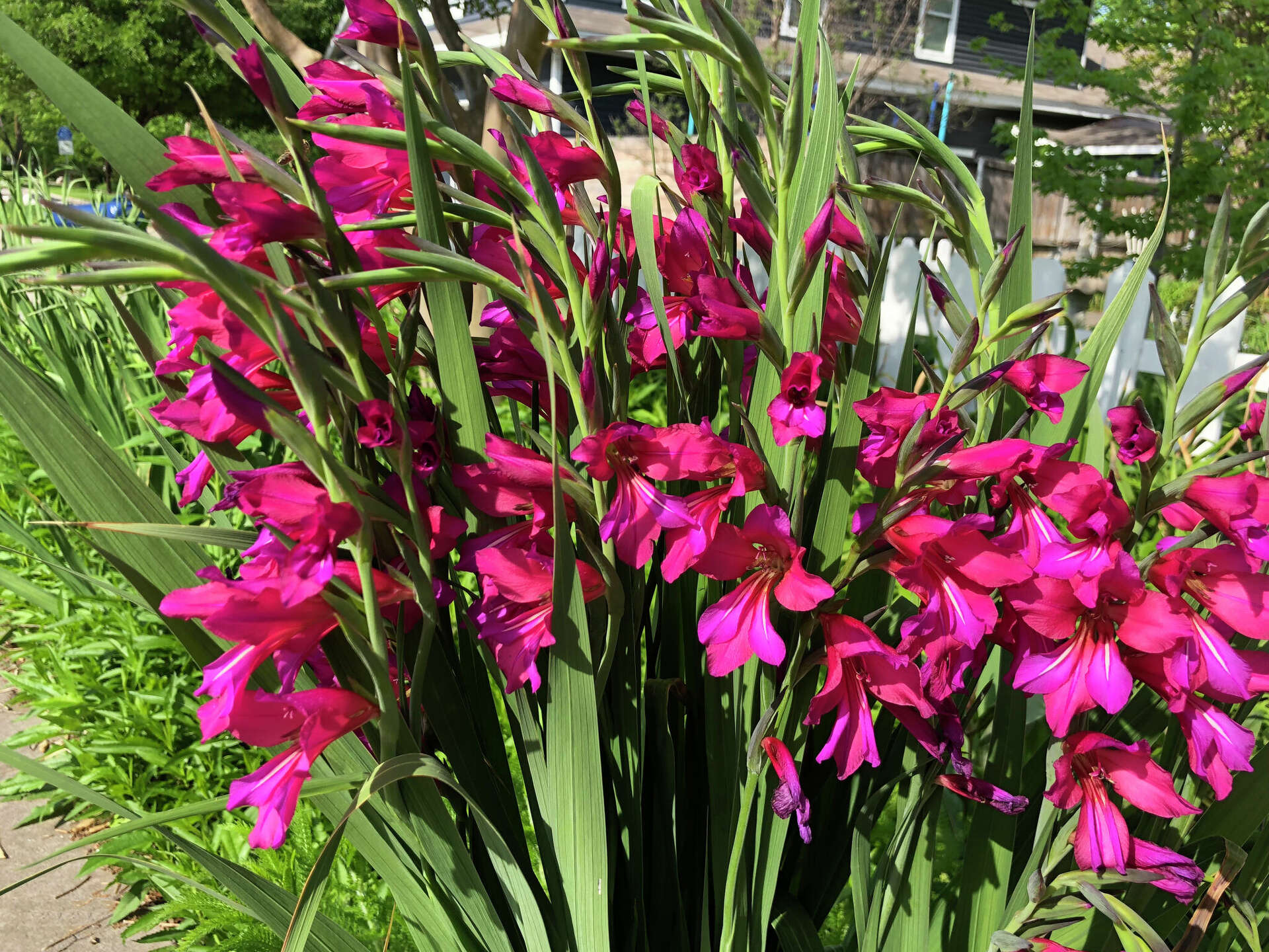 Byzantine gladiolus thrive in Texas landscapes
