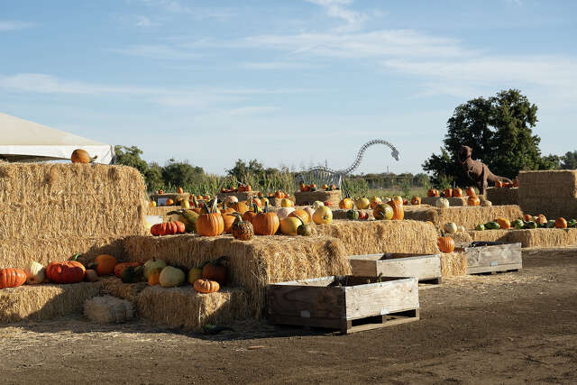 This world-record corn maze is somehow in the Bay Area