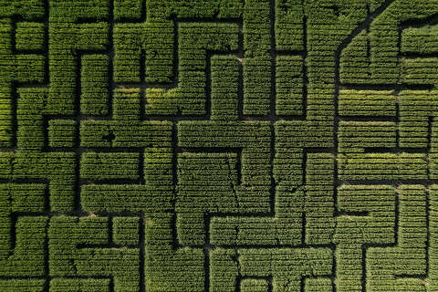This world-record corn maze is somehow in the Bay Area