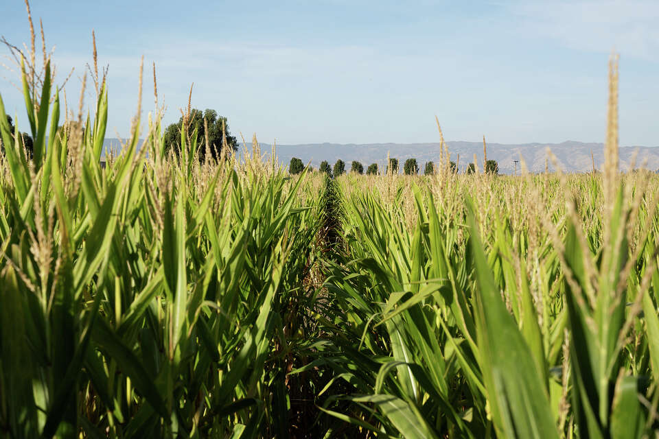 This world-record corn maze is somehow in the Bay Area