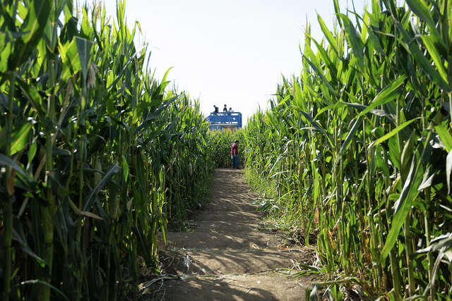This world-record corn maze is somehow in the Bay Area