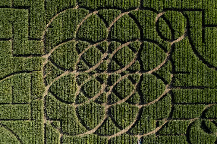 This world-record corn maze is somehow in the Bay Area