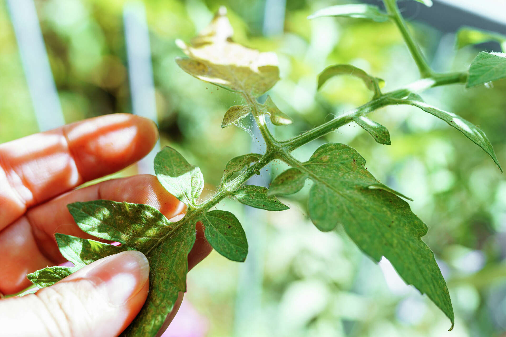 What's eating your San Antonio garden? Spider mites are back.
