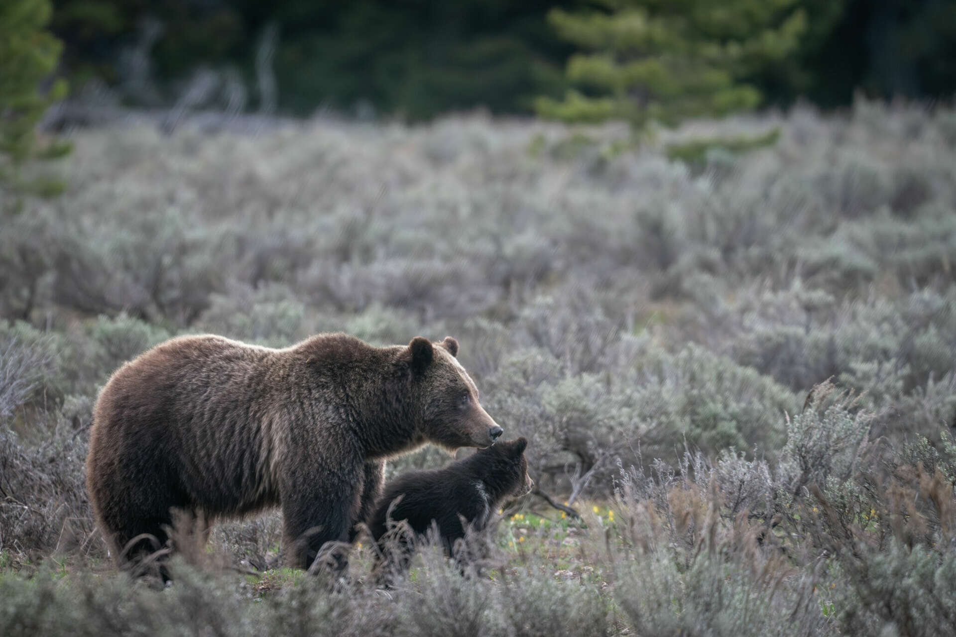 'World's most famous grizzly bear' killed by driver near national park