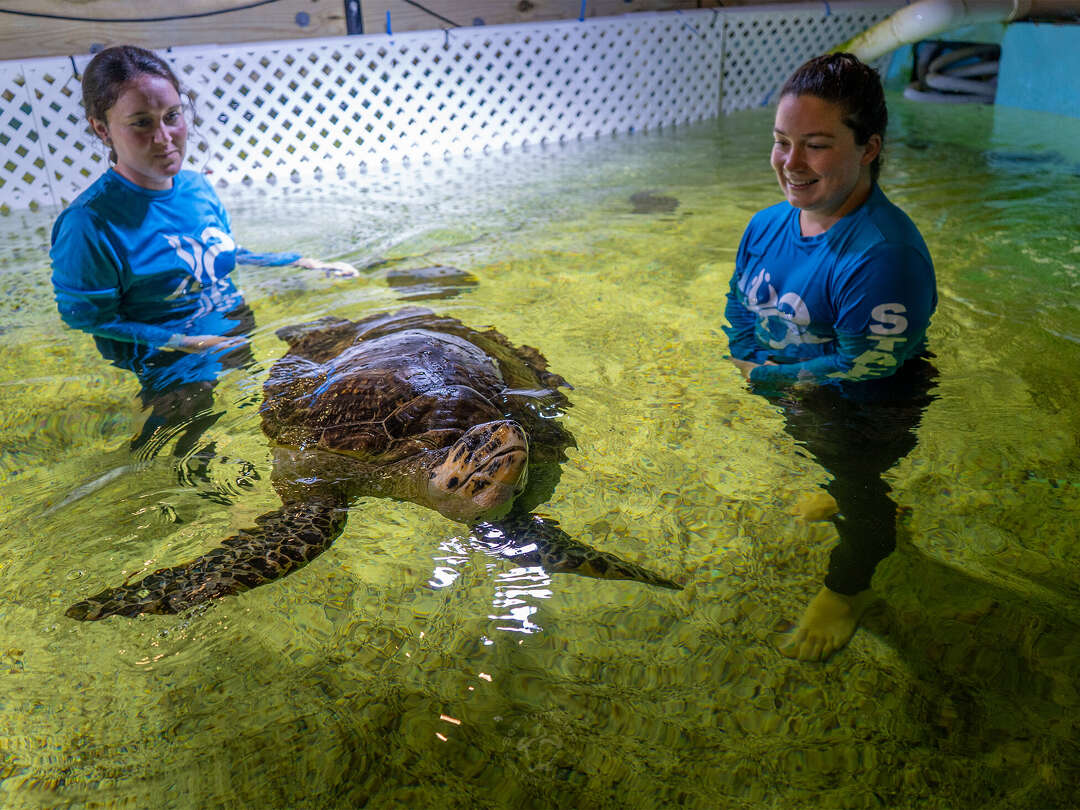 Sea turtle blinded by poachers journey home ends in Texas