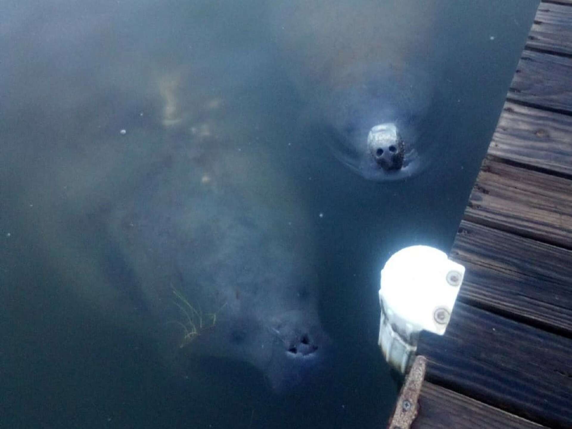 Manatee pair makes rare visit to the Texas coast
