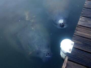Manatee pair makes rare visit to the Texas coast