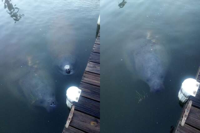 Manatee pair makes rare visit to the Texas coast
