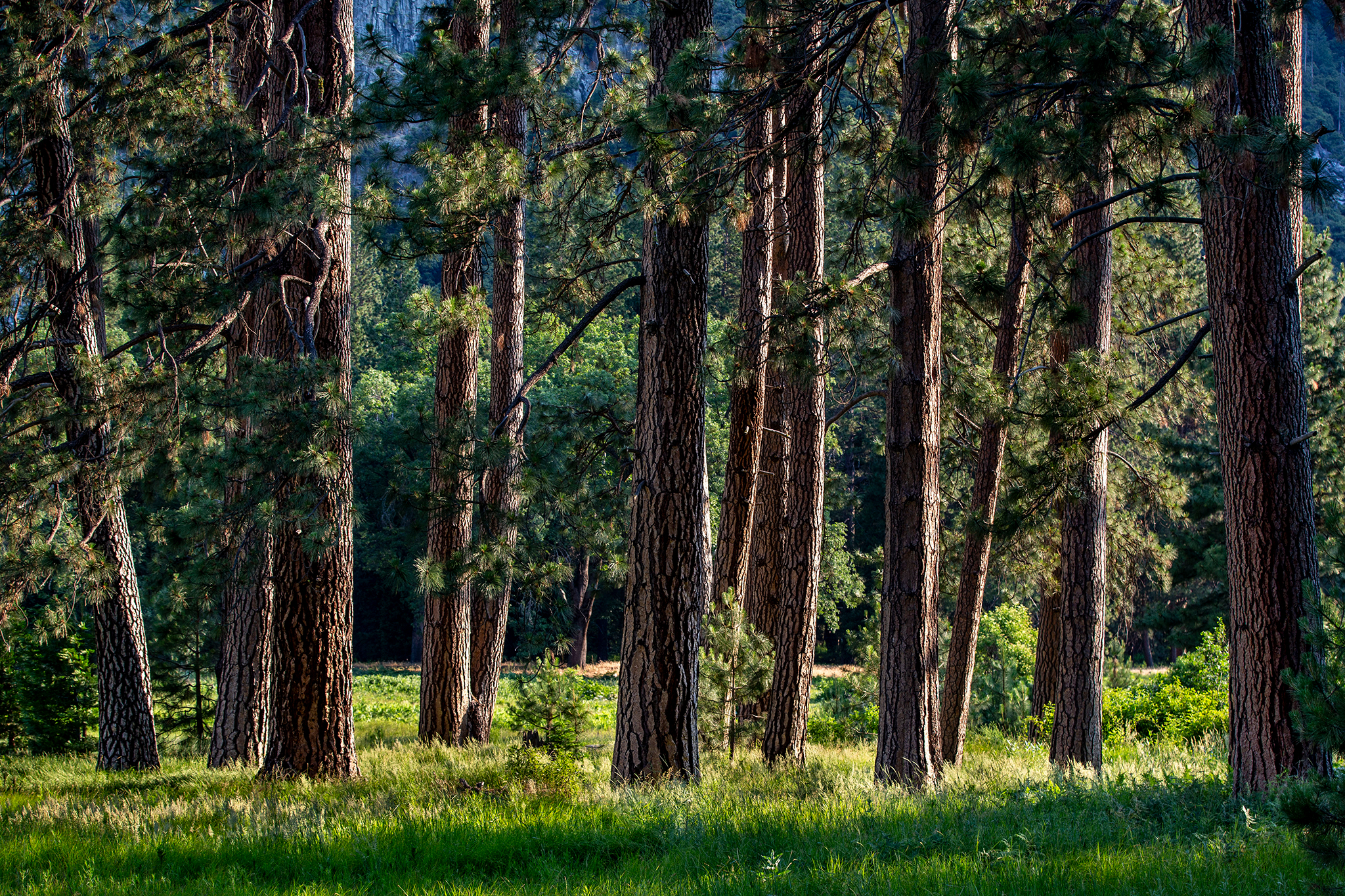 How the largest pine tree in the world was discovered in Yosemite