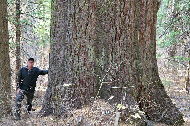 How the largest pine tree in the world was discovered in Yosemite